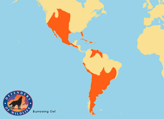 Burrowing Owl Florida Map