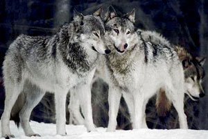 Defenders in Action: Hunters Take Aim at Rocky Mountain Wolves ...