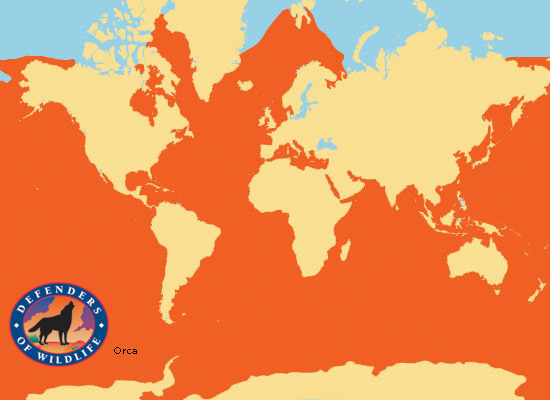 Orcas | Introducing Shamu