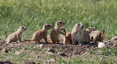 Prairie Dog Habitat