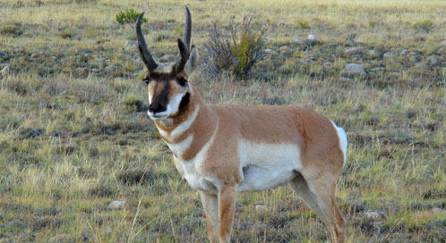 Basic Facts About Sonoran Pronghorns | Defenders of Wildlife